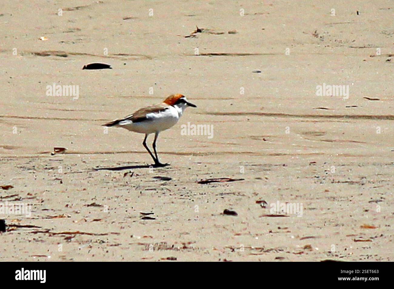 Red-capped Plover (Anarhynchus ruficapillus), Aves, Banksia Beach QLD ...