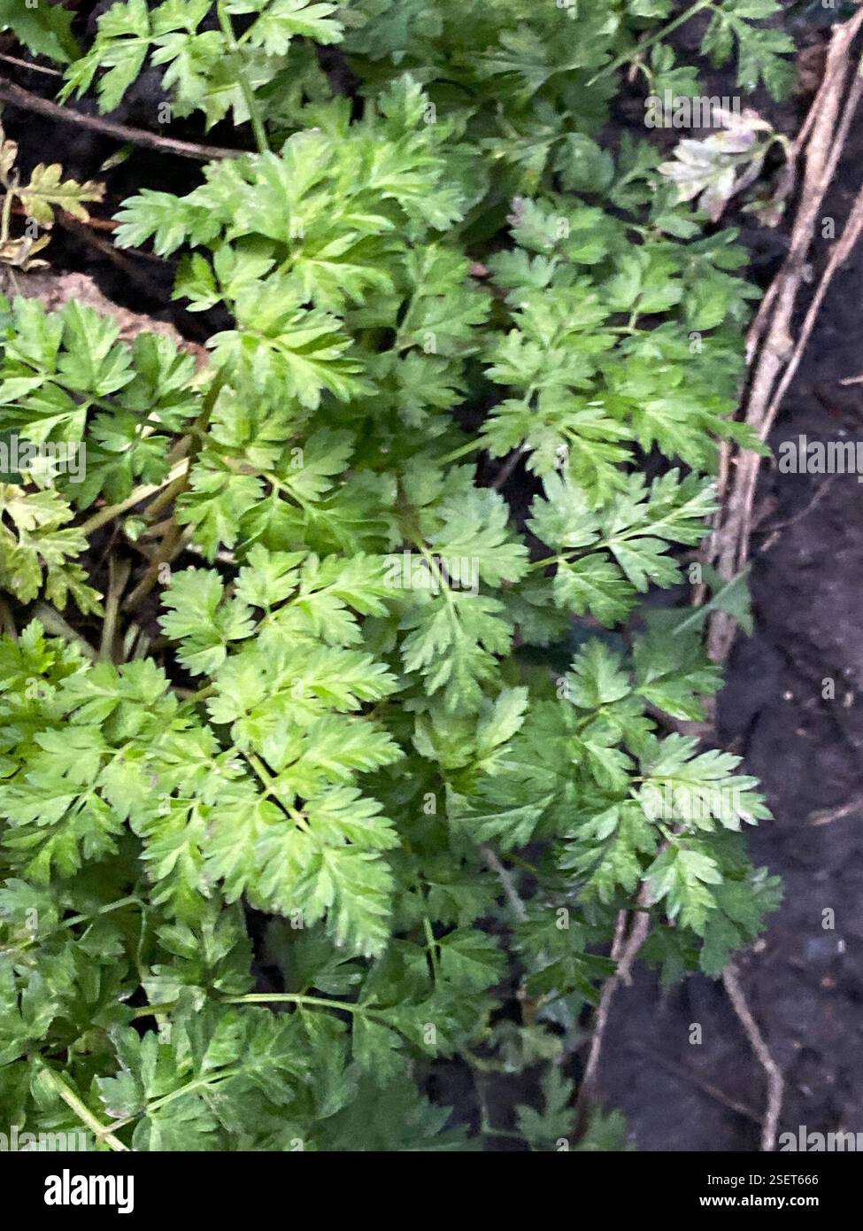 Cow Parsley (Anthriscus sylvestris), Plantae, Manor Dr, Epsom, England ...