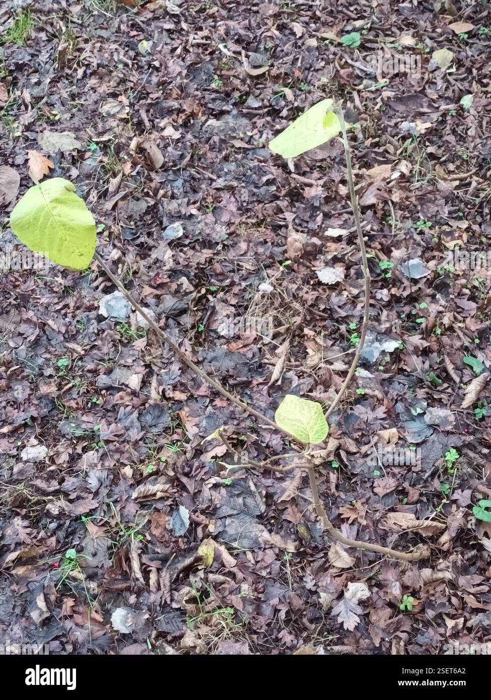 Wayfaring-tree (Viburnum lantana), Plantae, Northamptonshire, UK Stock ...