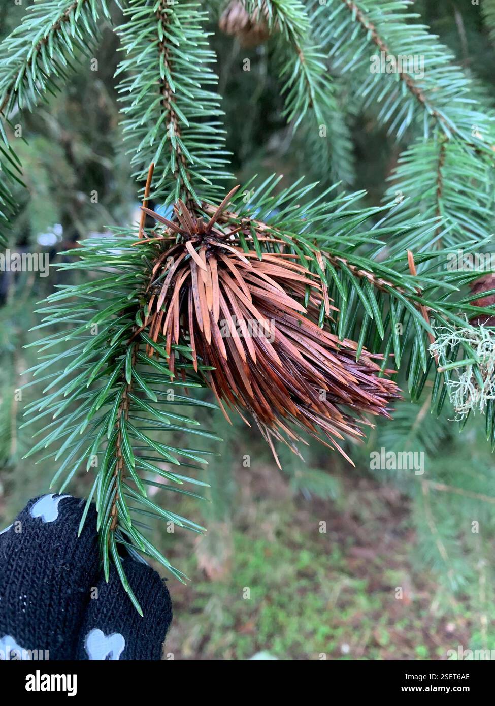 Douglas Fir Adelgid (Adelges cooleyi), Insecta, NW Peavy Arboretum Rd ...