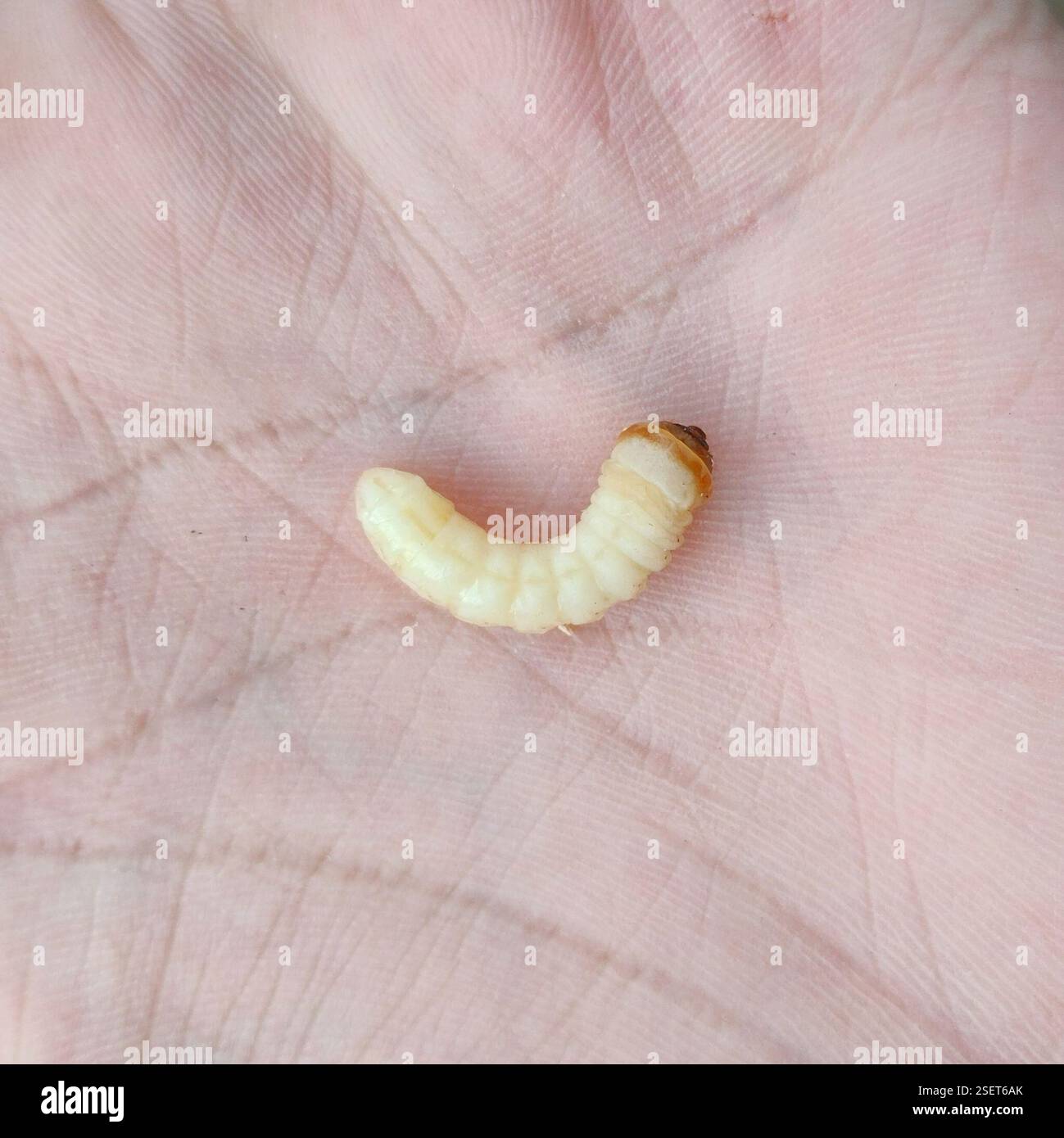 Longhorn Beetles (Cerambycidae), Insecta, 1756 Sofia, Bulgaria, Found ...