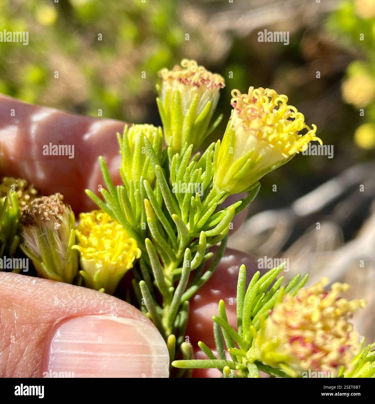 Similar to a bee hi-res stock photography and images - Alamy