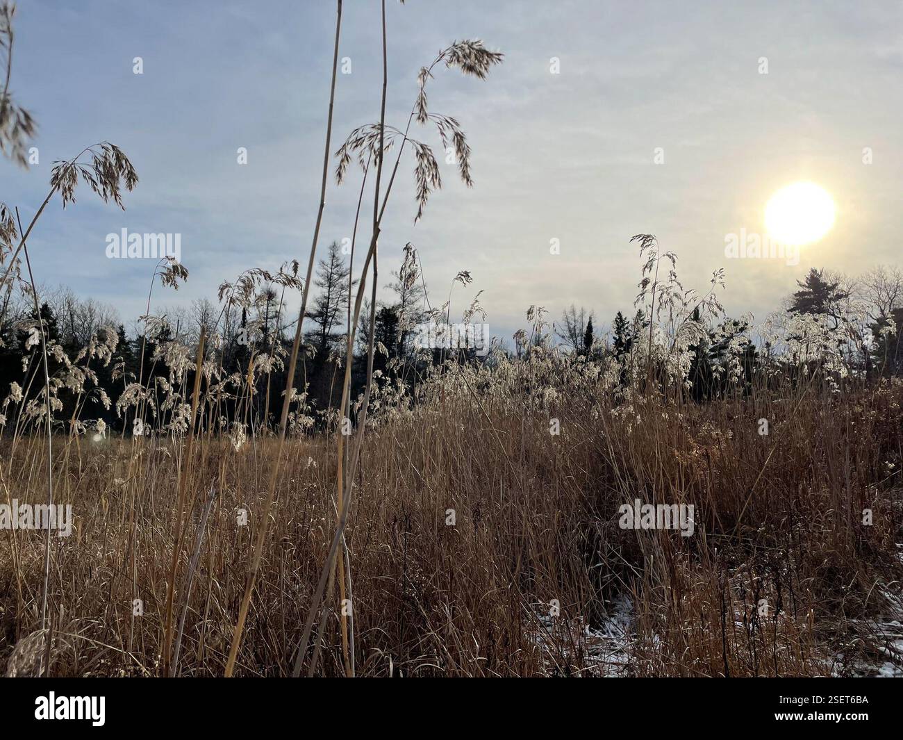 American common reed (Phragmites australis americanus), Plantae ...