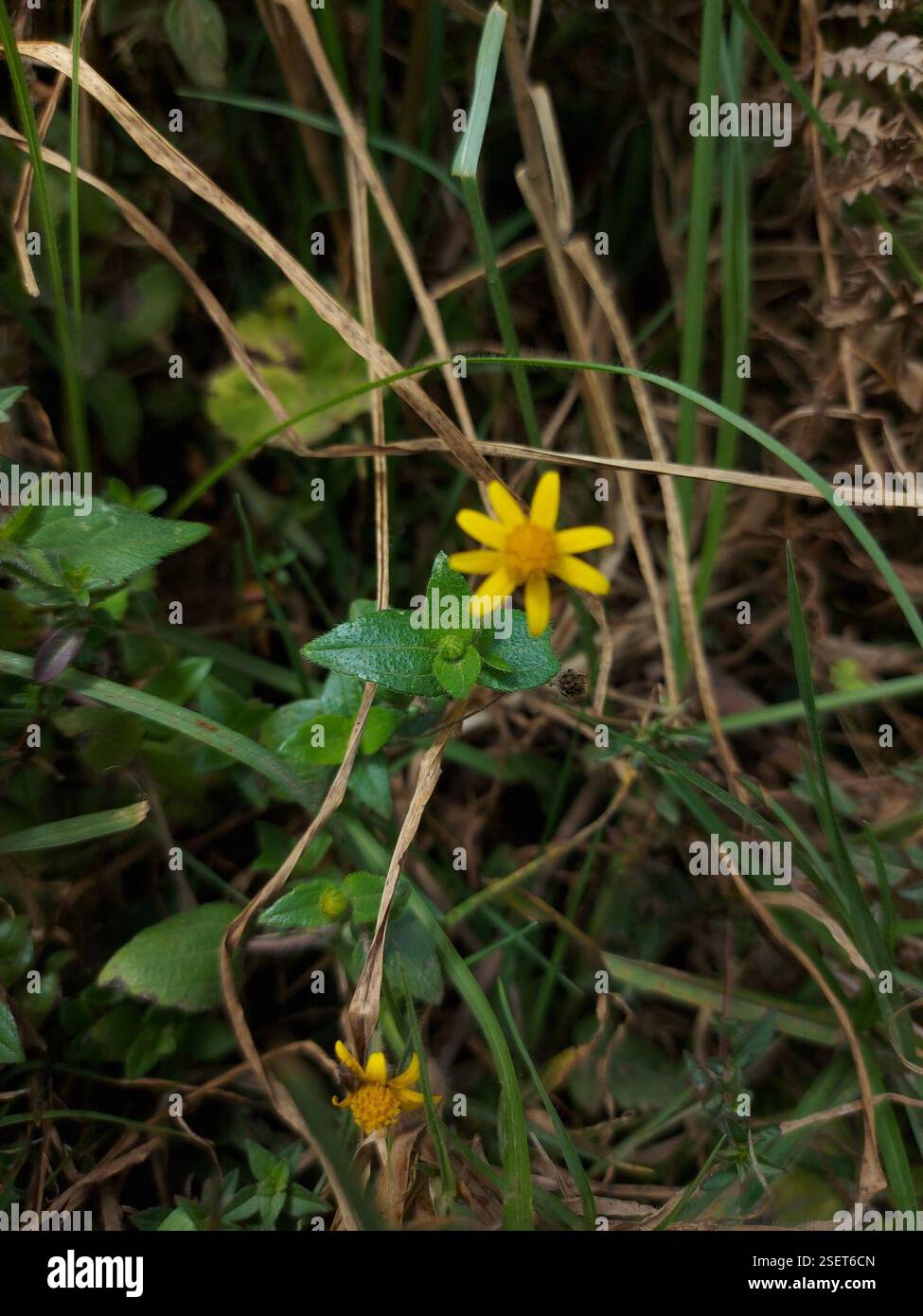 Oppositeleaf Spotflower (Acmella repens), Plantae, Mesa de la Yerba ...