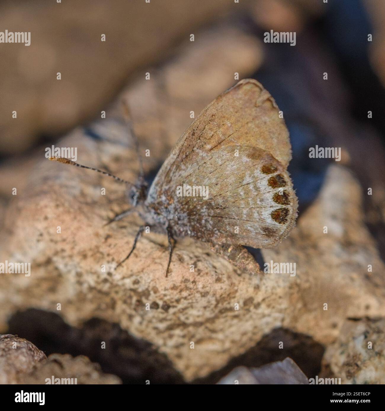 Western Pygmy-Blue (Brephidium exilis), Insecta, Abalone Cove Beach ...
