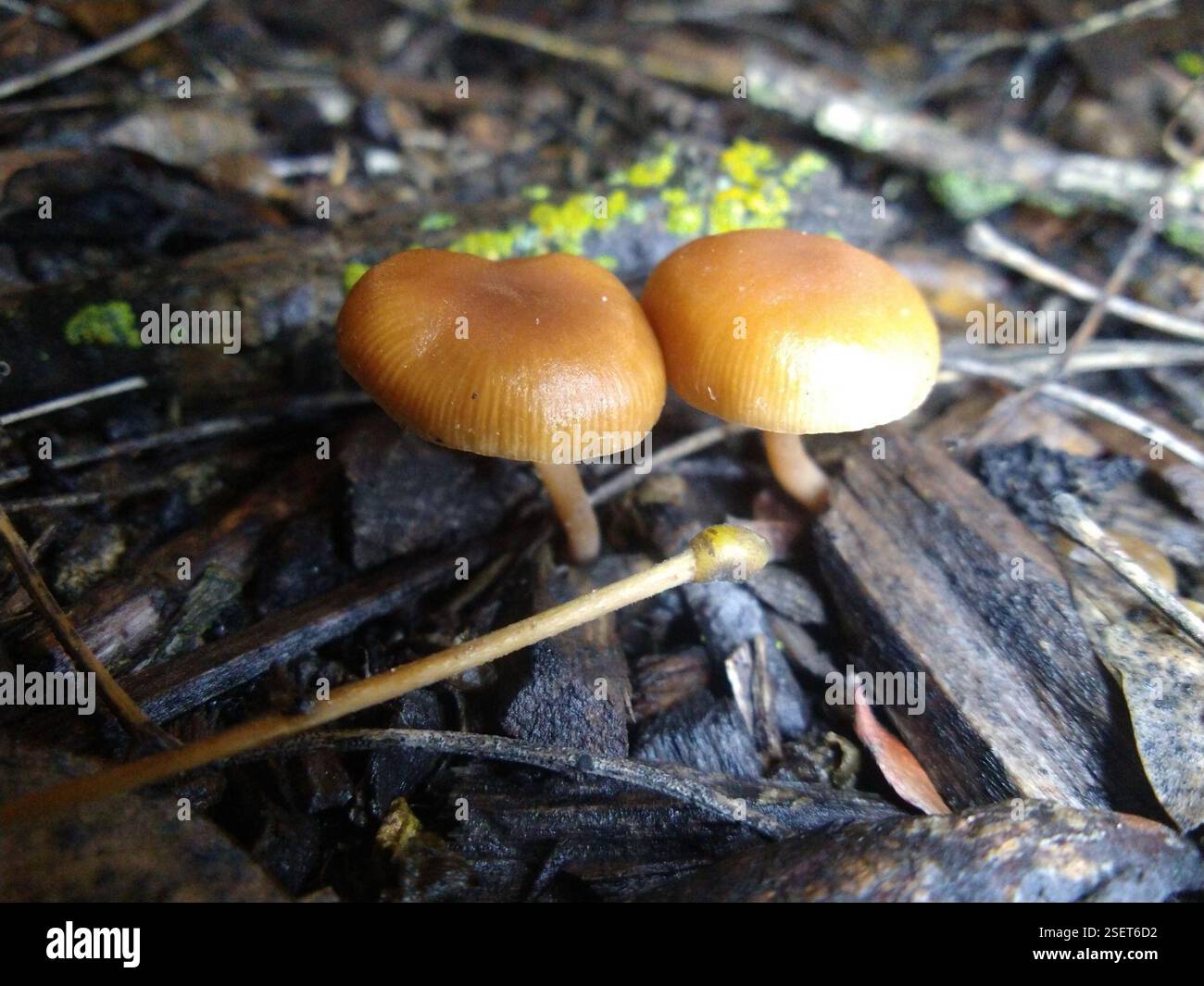 Basidiomycete Fungi (Basidiomycota), Fungi, California State University ...