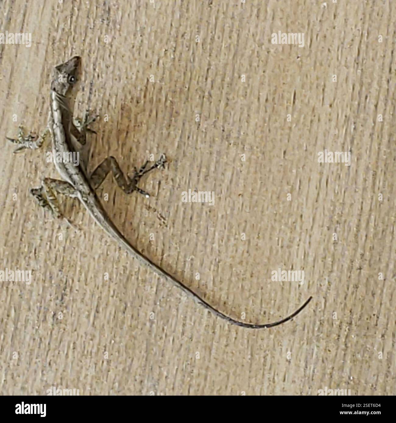 Humble Anole (Anolis humilis), Reptilia, H369+CMG, Provincia de ...