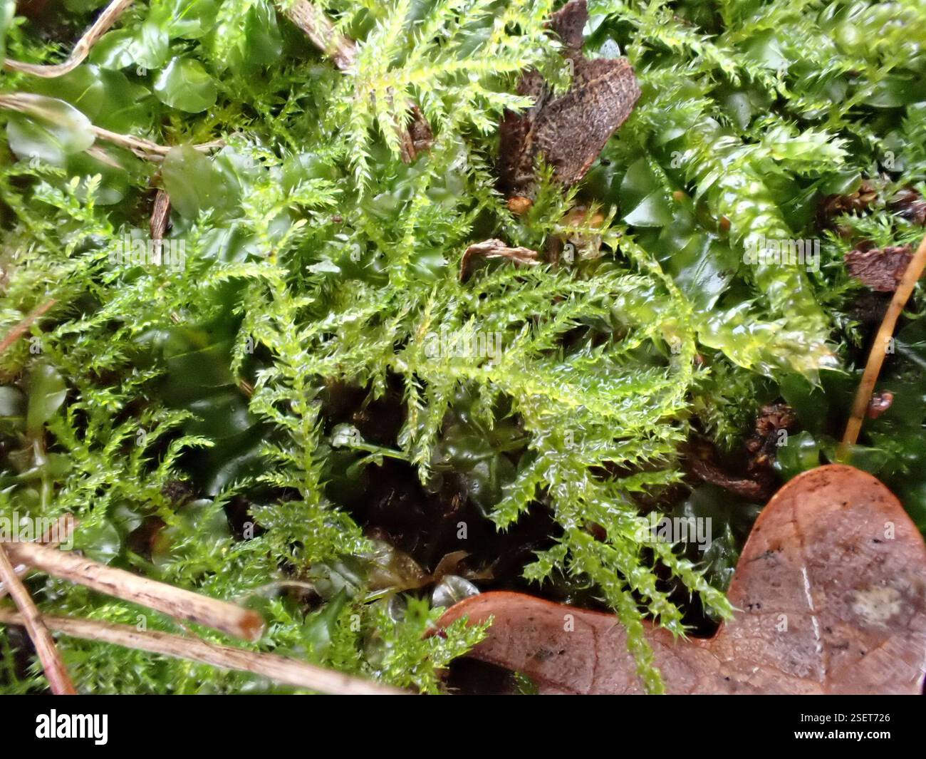 Common Feather-moss (Kindbergia praelonga), Plantae, Outer Area ...