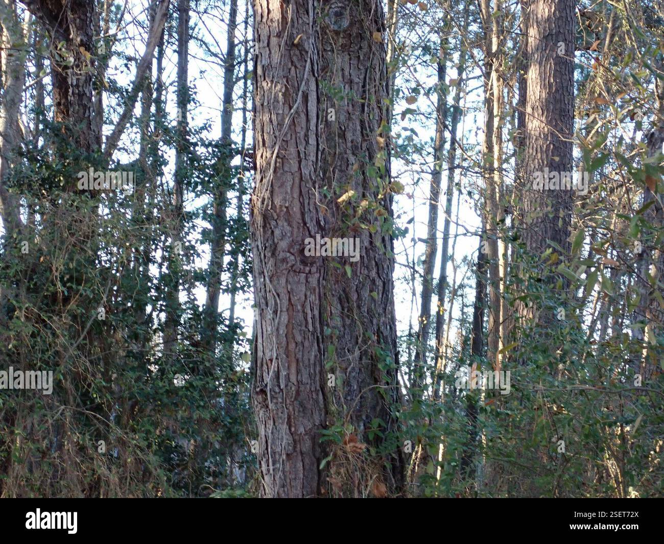 loblolly pine (Pinus taeda), Plantae, North Carolina, US Stock Photo ...