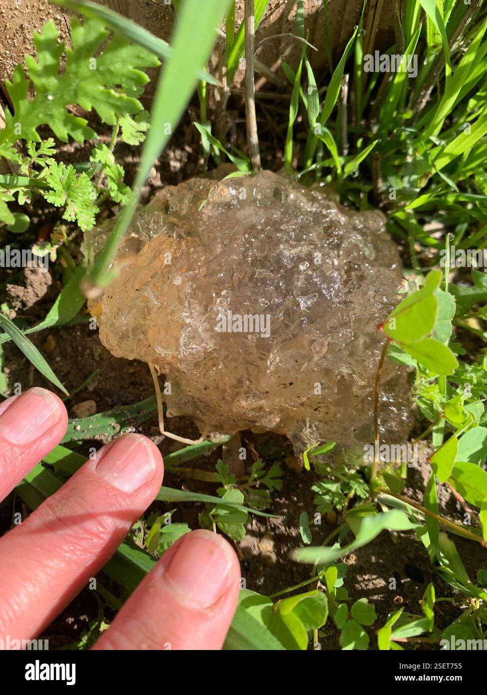 Crystal Brain Fungus (Myxarium nucleatum), Fungi, Ensenada, Baja ...