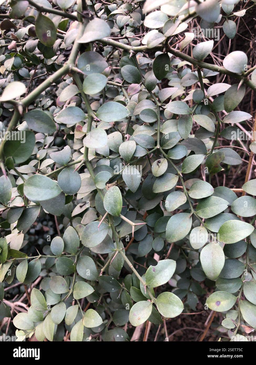 Bush Plum (Carissa spinarum), Plantae, Central Ridge Forest Area, New ...