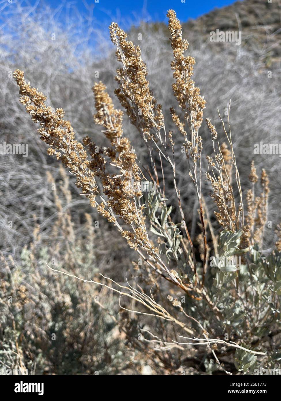Big Sagebrush (Artemisia tridentata), Plantae, Mesquite, NV, US Stock ...