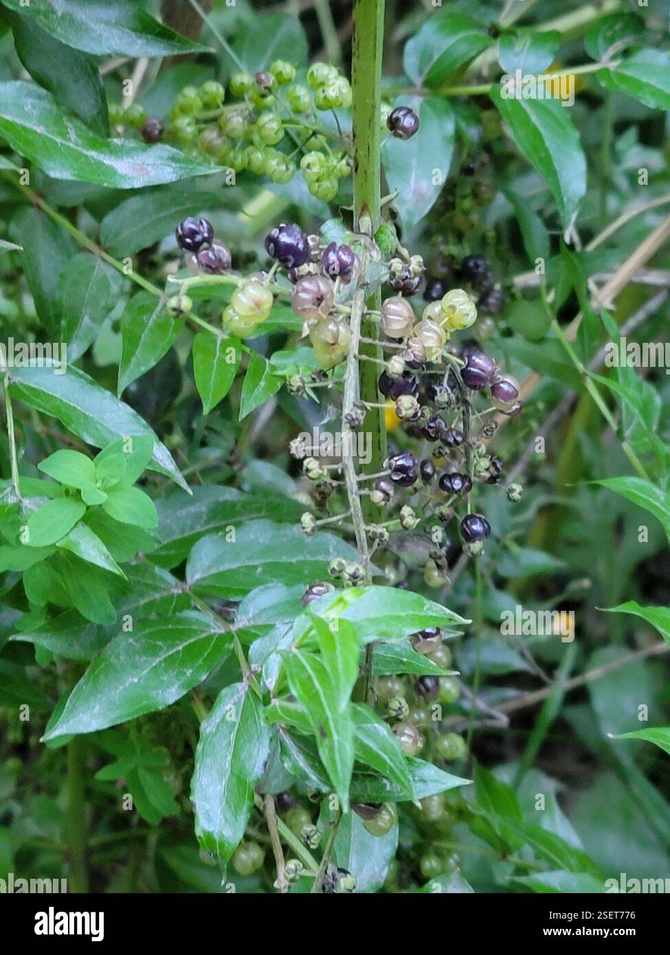 Tree Tutu (Coriaria arborea), Plantae, Arrowtown, New Zealand Stock ...