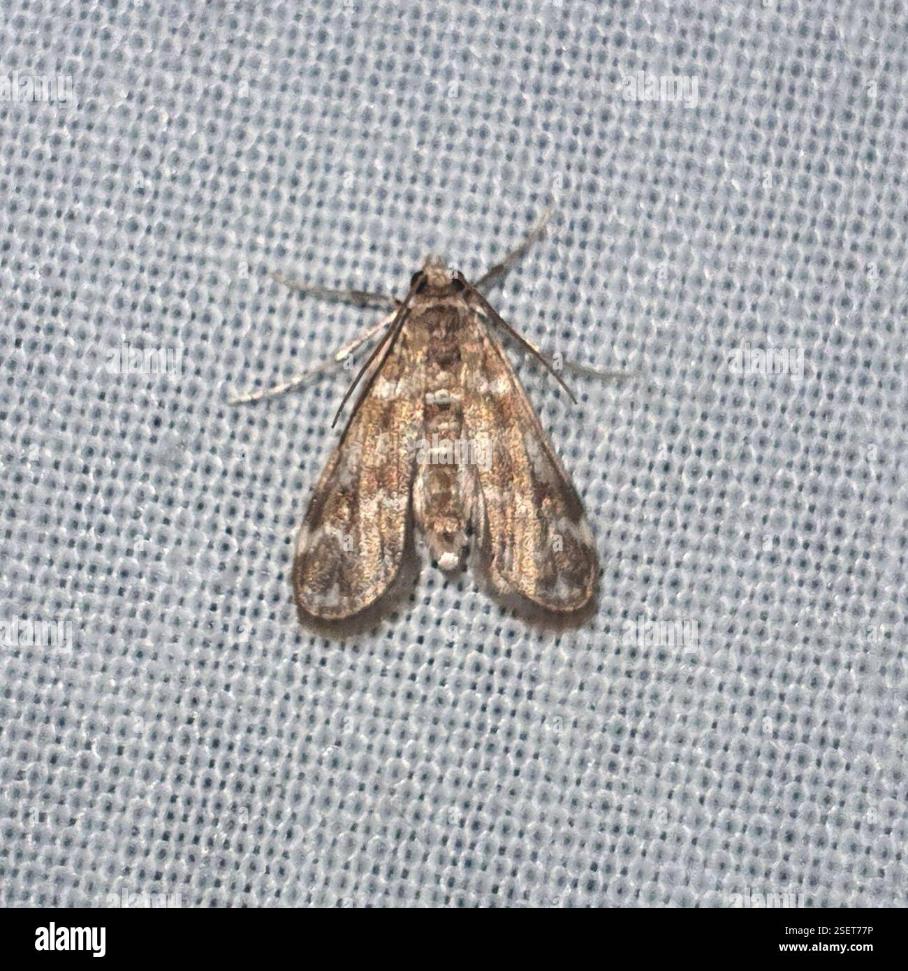 Pond moth (Hygraula nitens), Insecta, Australian Capital Territory, AU ...