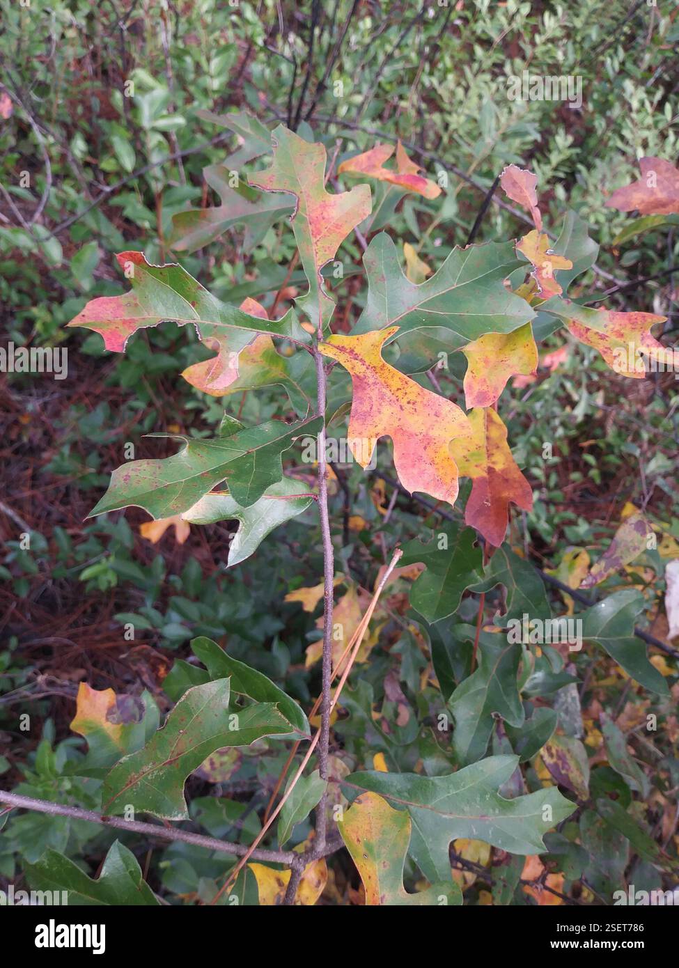southern red oak (Quercus falcata), Plantae, Columbia, Florida, United ...