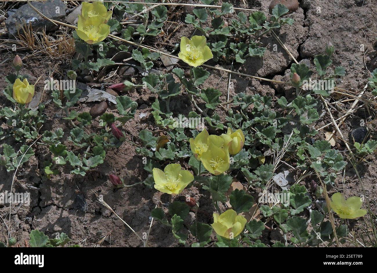alkali mallow (Malvella leprosa), Plantae, Rawson, Chubut, Argentina ...
