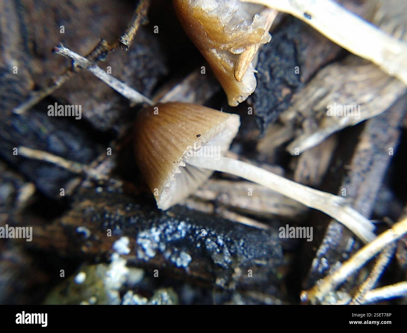 Brittlestems and Allies (Psathyrellaceae), Fungi, California State ...