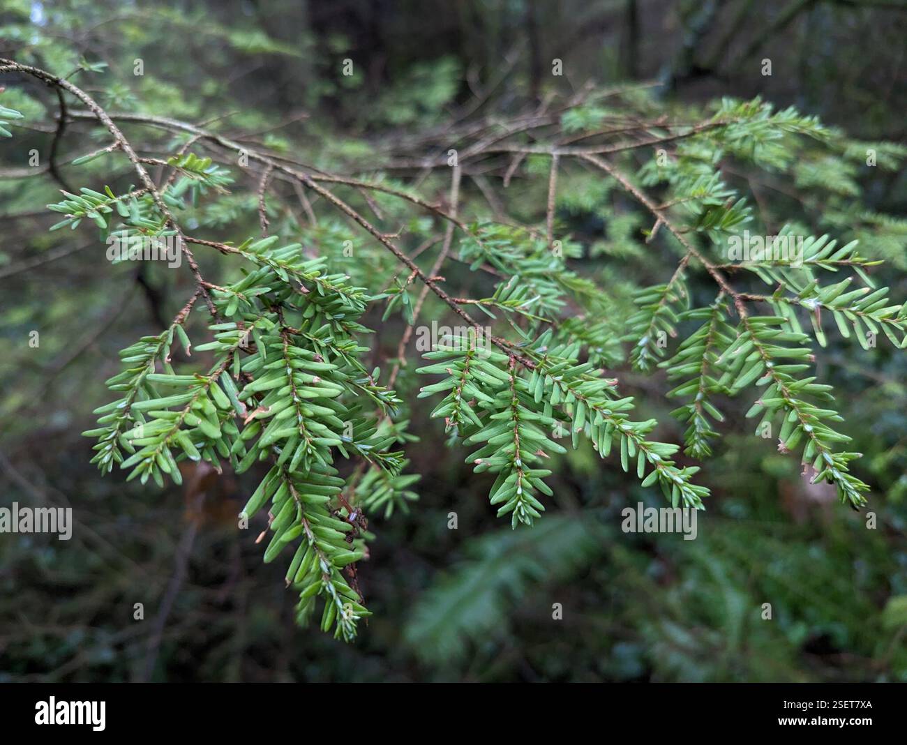 western hemlock (Tsuga heterophylla), Plantae, Vancouver, BC V6G ...