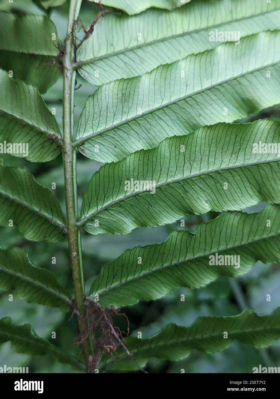 Vessel Fern (Angiopteris lygodiifolia), Plantae, New Taipei, TW-NT-TP ...