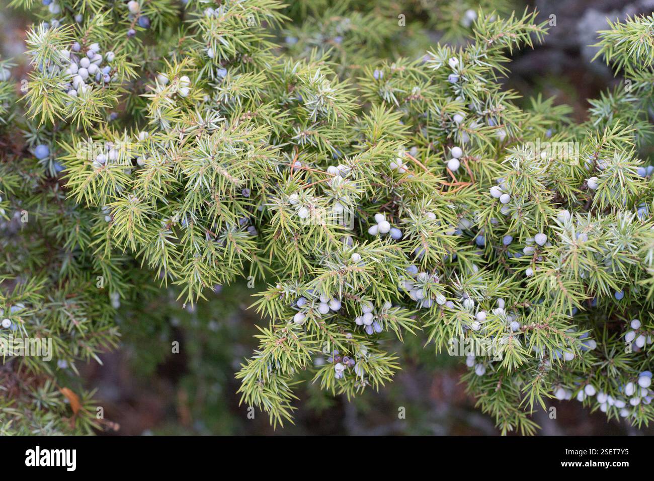 common juniper (Juniperus communis), Plantae, Nacka, Stockholm, Sweden ...