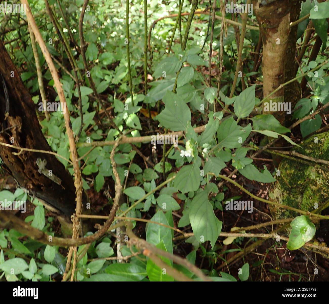 (Phaulopsis imbricata), Plantae, Mgangeni, Maphephetha, South Africa ...