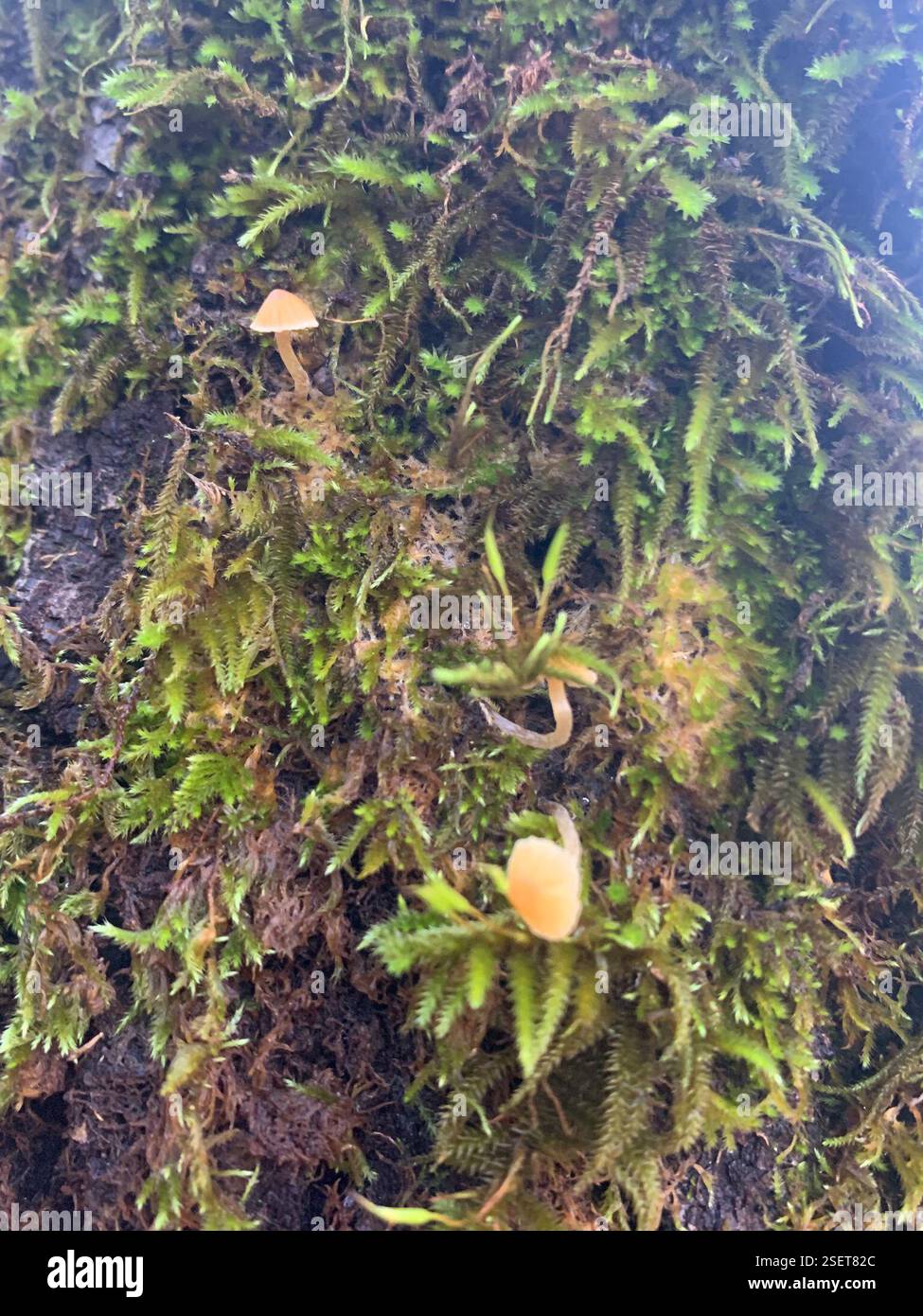 Moss Bells (Galerina), Fungi, Hidden Falls Regional Park, Auburn, CA ...