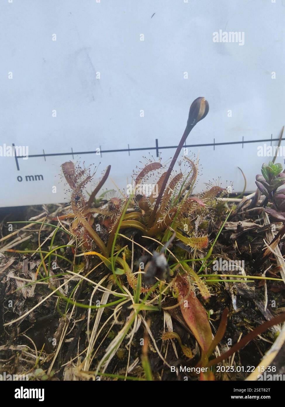 (Drosera arcturi), Plantae, Craigieburn Forest Park, NZ-CA-SY, NZ-CA ...