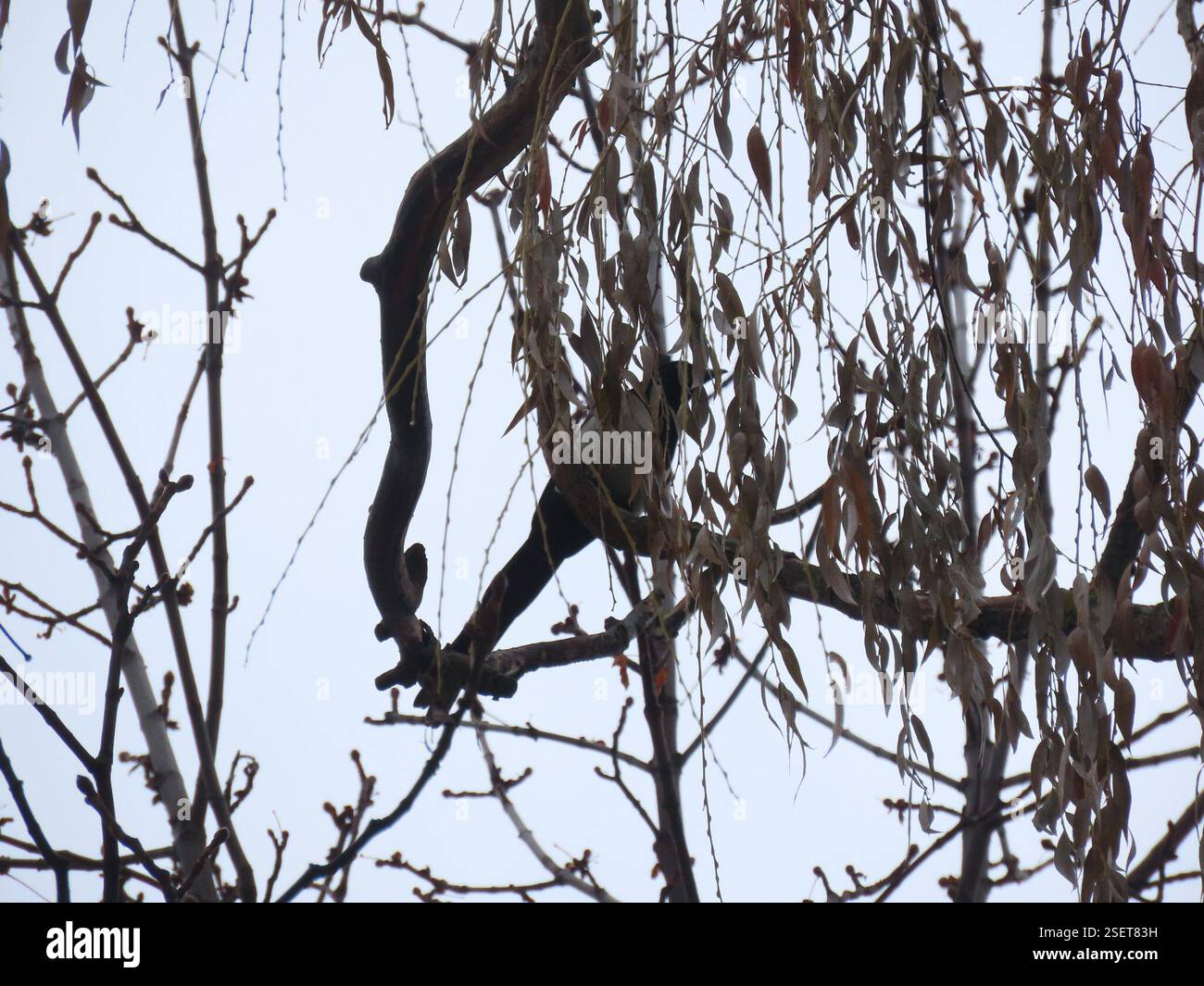 Black-billed Magpie (Pica hudsonia), Aves, Vernon, BC, Canada Stock ...