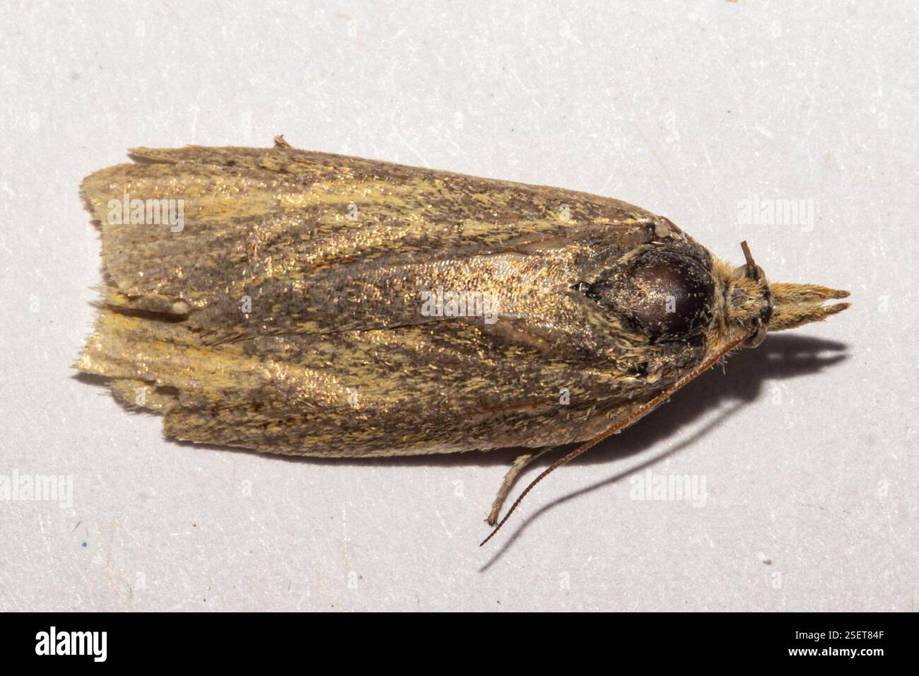 Day flying moths hi-res stock photography and images - Alamy