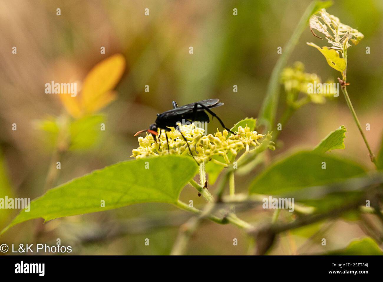 New World Tarantula-hawk Wasps (Pepsis), Insecta, Belize District ...