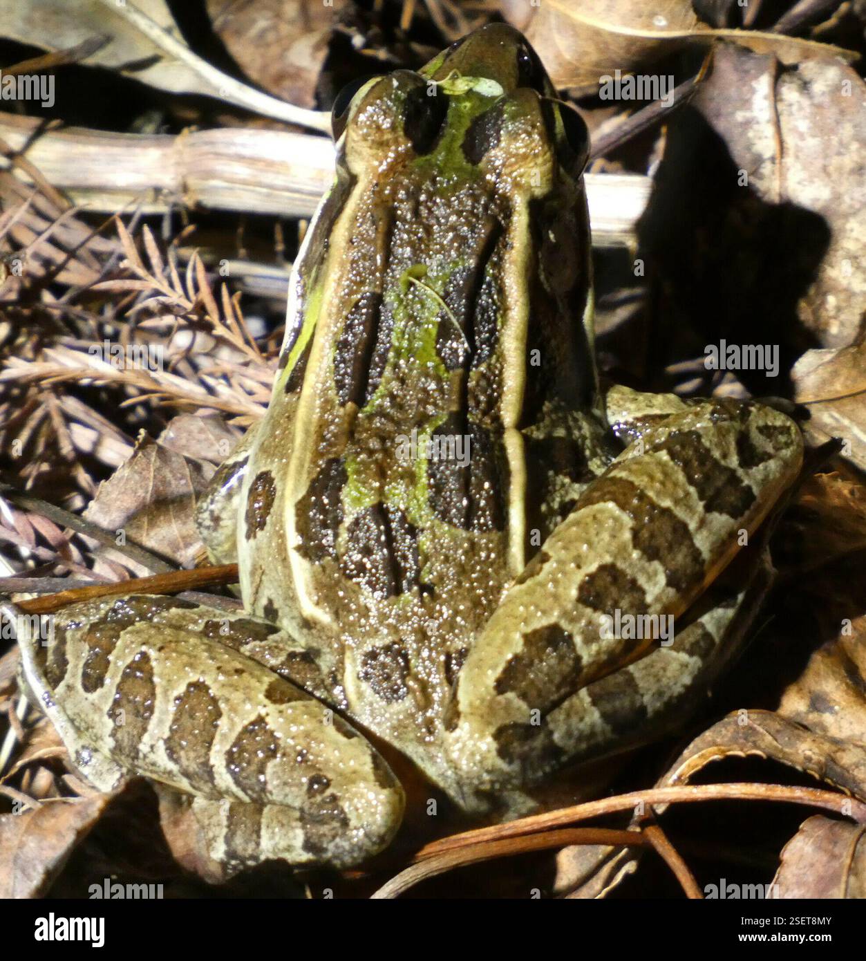 Southern Leopard Frog (Lithobates sphenocephalus), Amphibia, River Rd ...