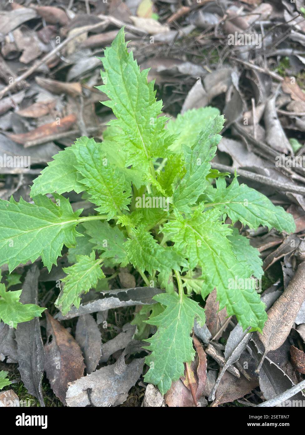 California beeplant (Scrophularia californica), Plantae, Santa Clara ...