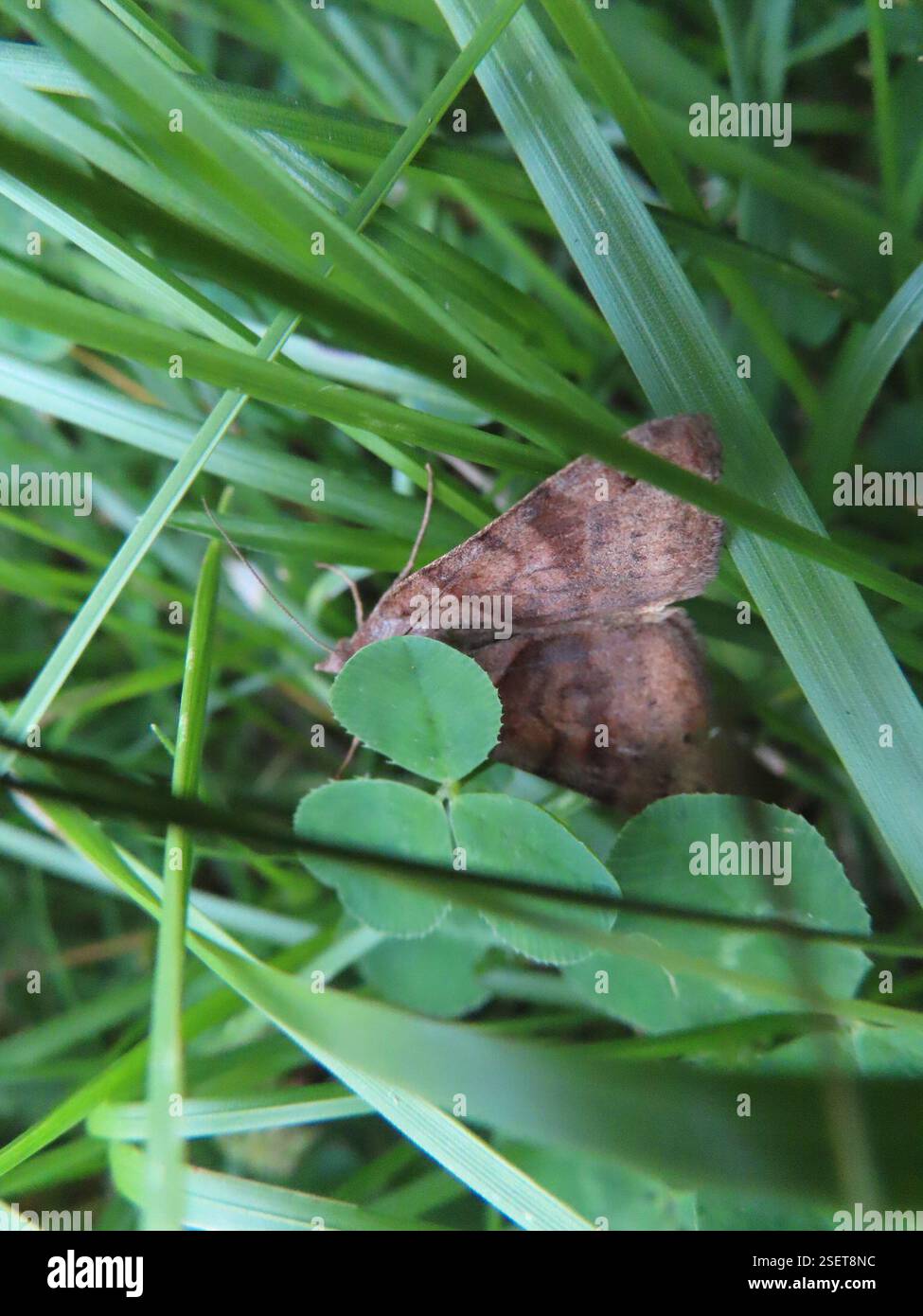 Clover Looper Moth (Caenurgina crassiuscula), Insecta, Louisville, KY ...