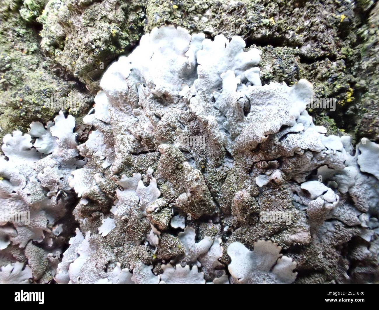 Linden shield lichen (Parmelina tiliacea), Fungi, Kampina en ...