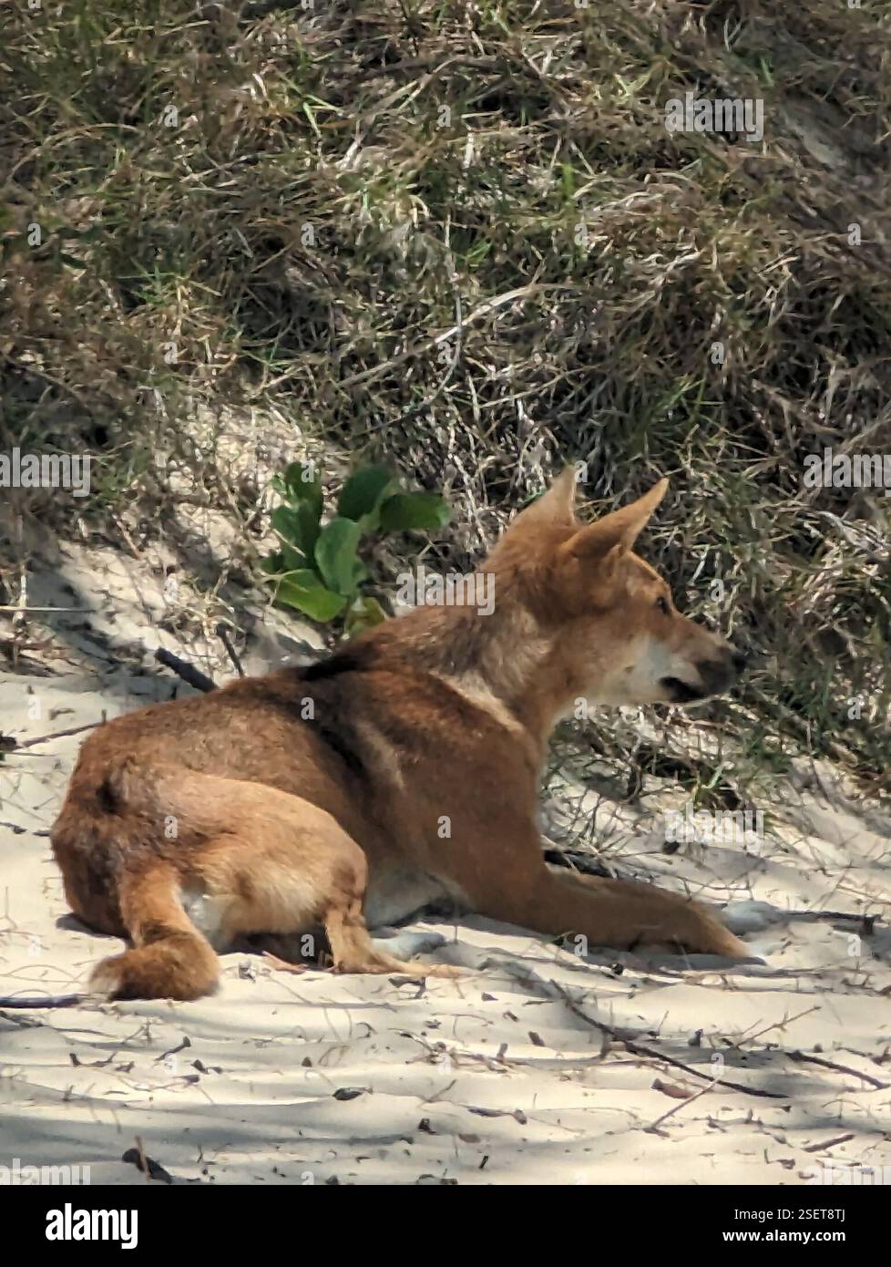 Dingo (Canis familiaris dingo), Mammalia, Fraser Island (K'gari) QLD 4581, Australia Stock Photo ...