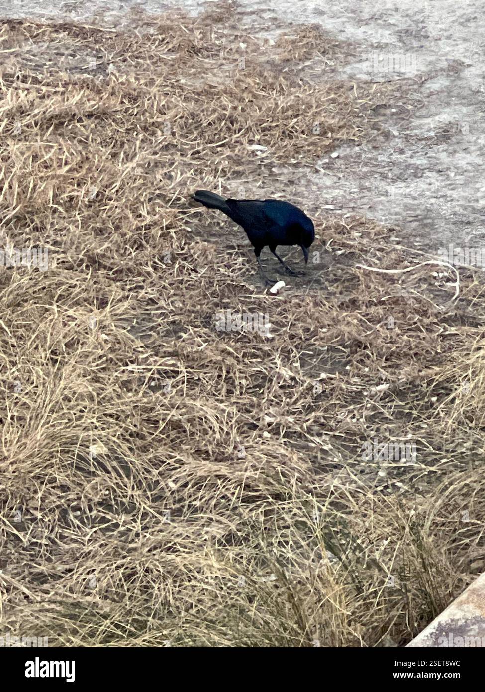 Boat-tailed Grackle (Quiscalus major), Aves, Cape Hatteras National ...