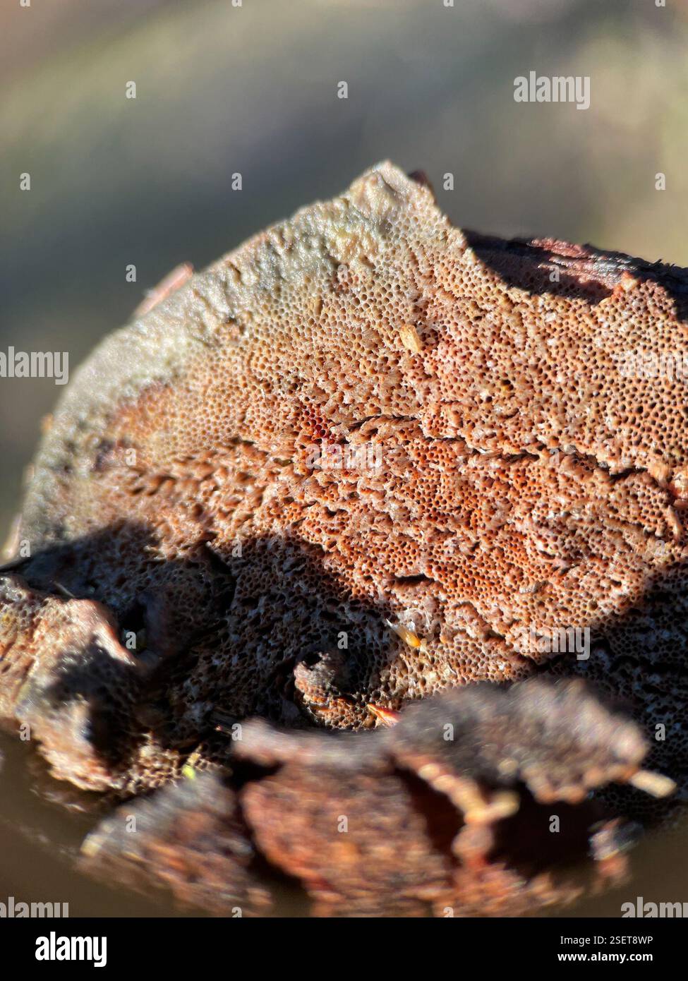 Rosy Conk (Fomitopsis cajanderi), Fungi, Mountain Charlie Rd, Los Gatos ...