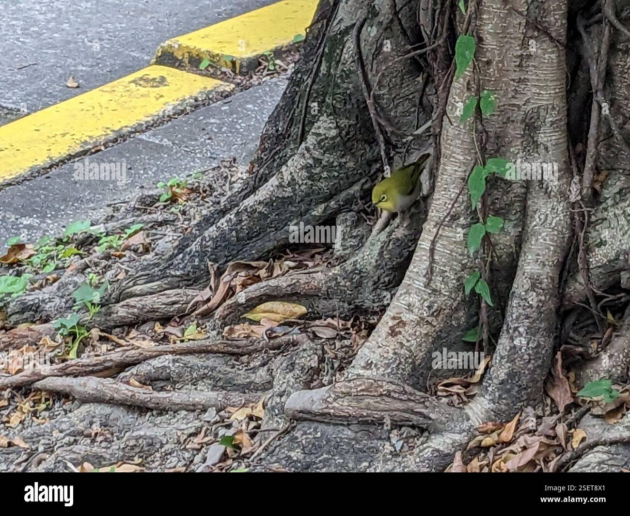 Swinhoe's White-eye (Zosterops simplex), Aves, 100, Taiwan, 台北市中正區龍福里 ...