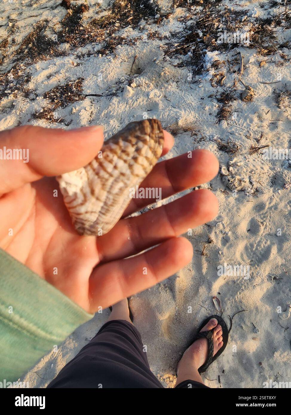 Turkey Wing (Arca zebra), Mollusca, Dry Tortugas National Park, Florida ...