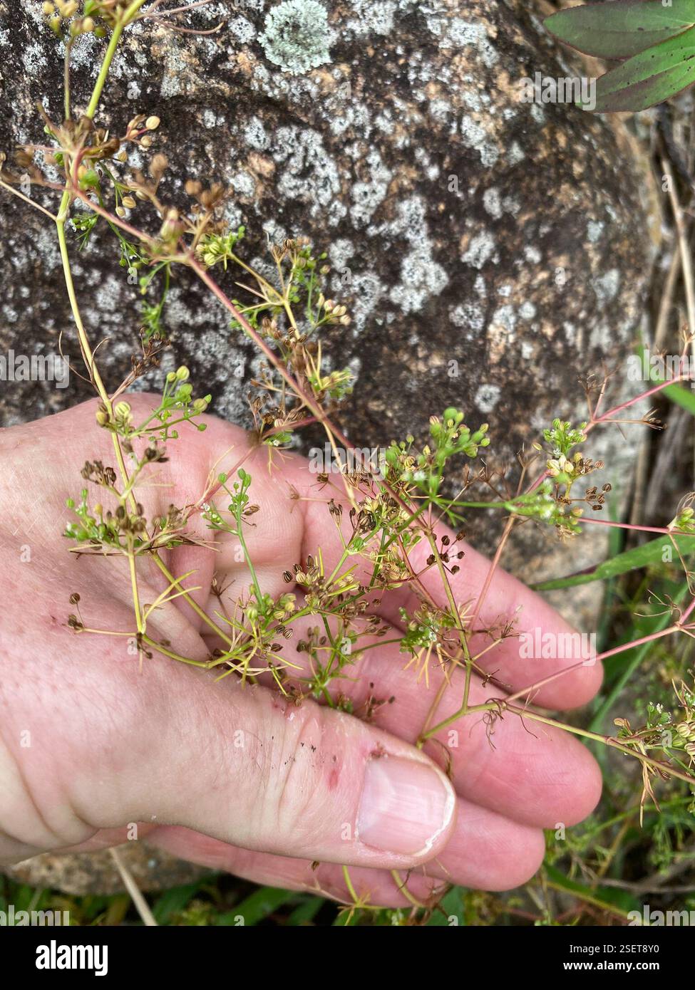 Marsh parsley (Cyclospermum leptophyllum), Plantae, Belmont State ...