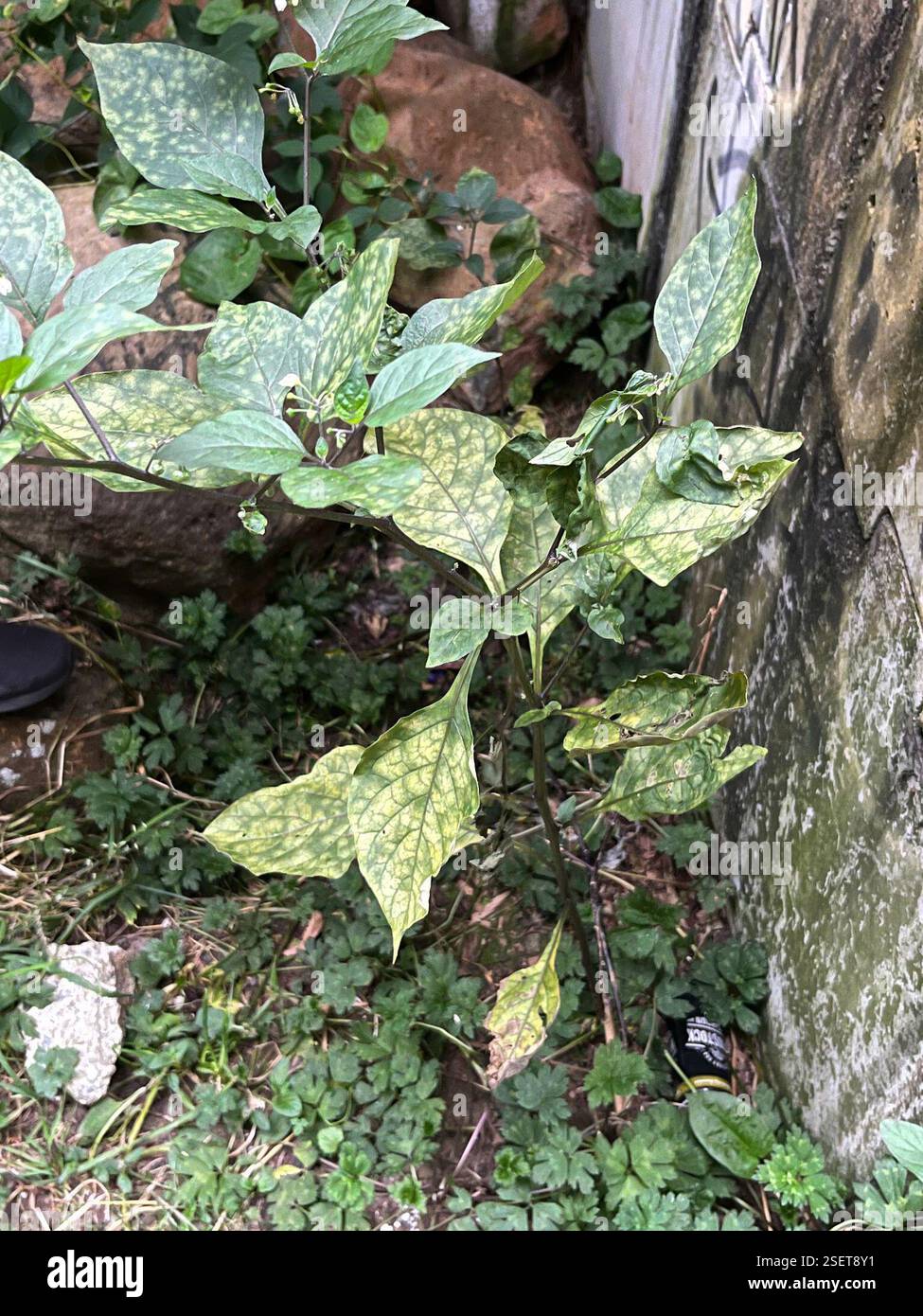 black nightshade (Solanum nigrum), Plantae, North Island, Pōkeno ...
