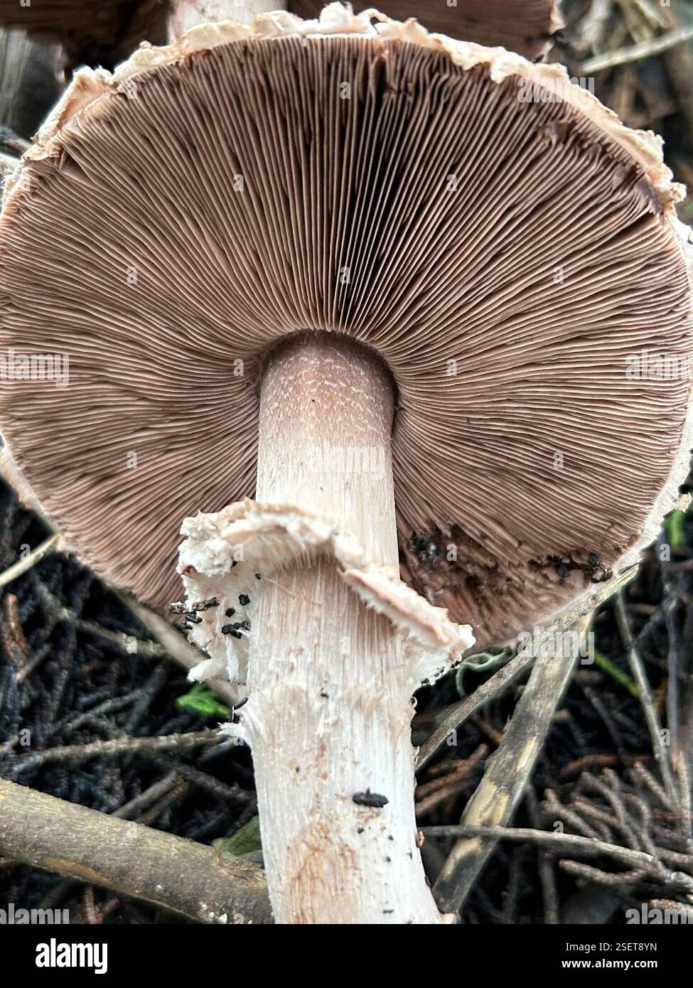 field and button mushrooms (Agaricus), Fungi, Los Osos Middle School ...