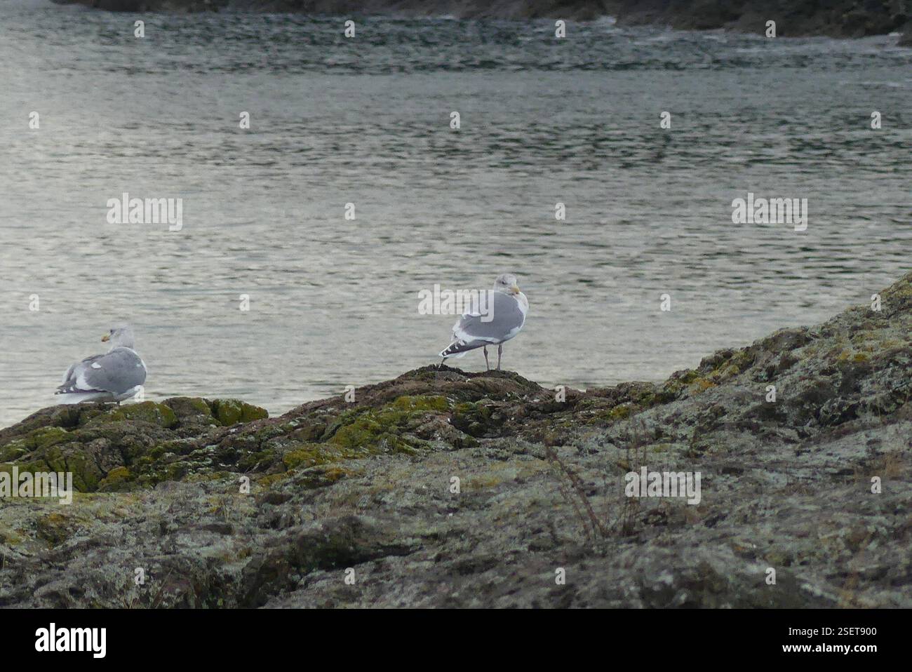 Large White-headed Gulls (Larus), Aves, Capital, BC, Canada Stock Photo ...