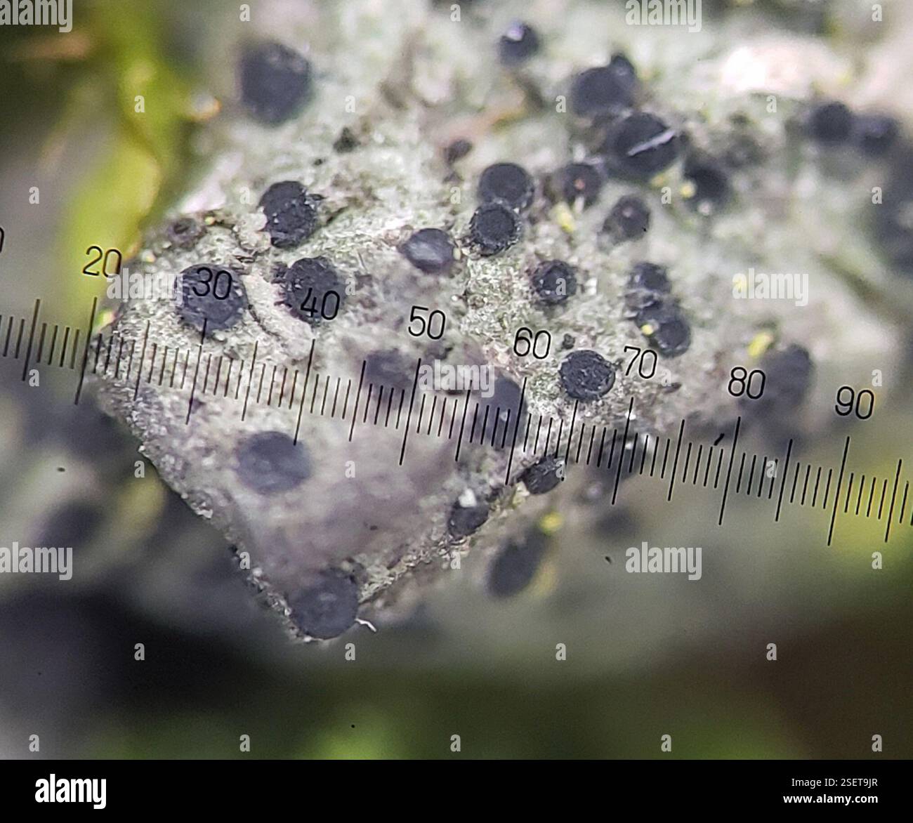 Ascus spores hi-res stock photography and images - Alamy