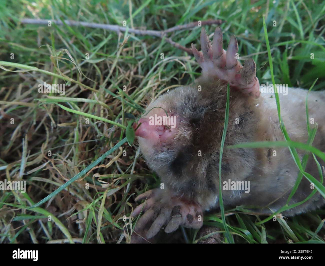 Eastern Mole (Scalopus aquaticus), Mammalia, Louisville, KY, USA Stock ...