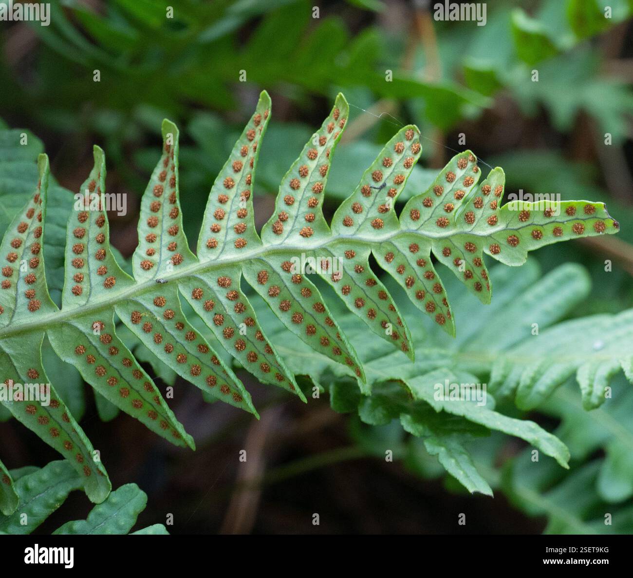common polypody (Polypodium vulgare), Plantae, Nacka, Stockholm, Sweden ...