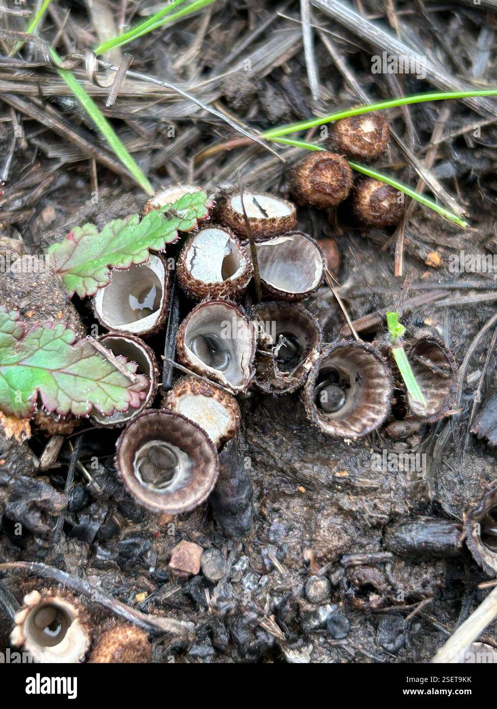 fluted bird's nest fungus (Cyathus striatus), Fungi, Laguna Lake Park ...