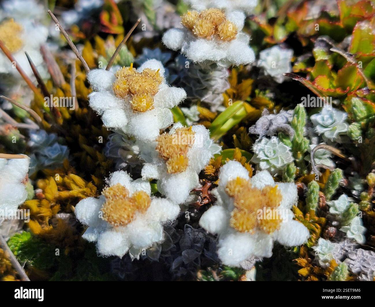 South Island Edelweiss (Leucogenes grandiceps), Plantae, Fiordland, NZ ...