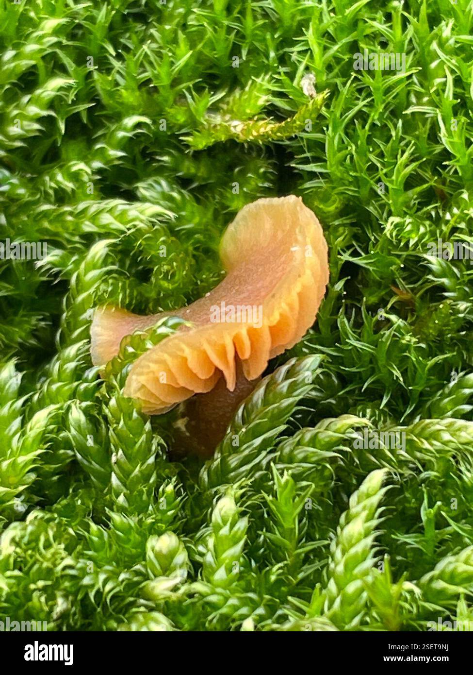 Moss Bells (Galerina), Fungi, Graafland, Groot-Ammers, South Holland ...
