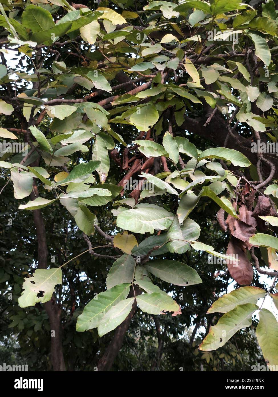 Ceylon Oak (Schleichera oleosa), Plantae, Dhaula Kuan, New Delhi, DL ...